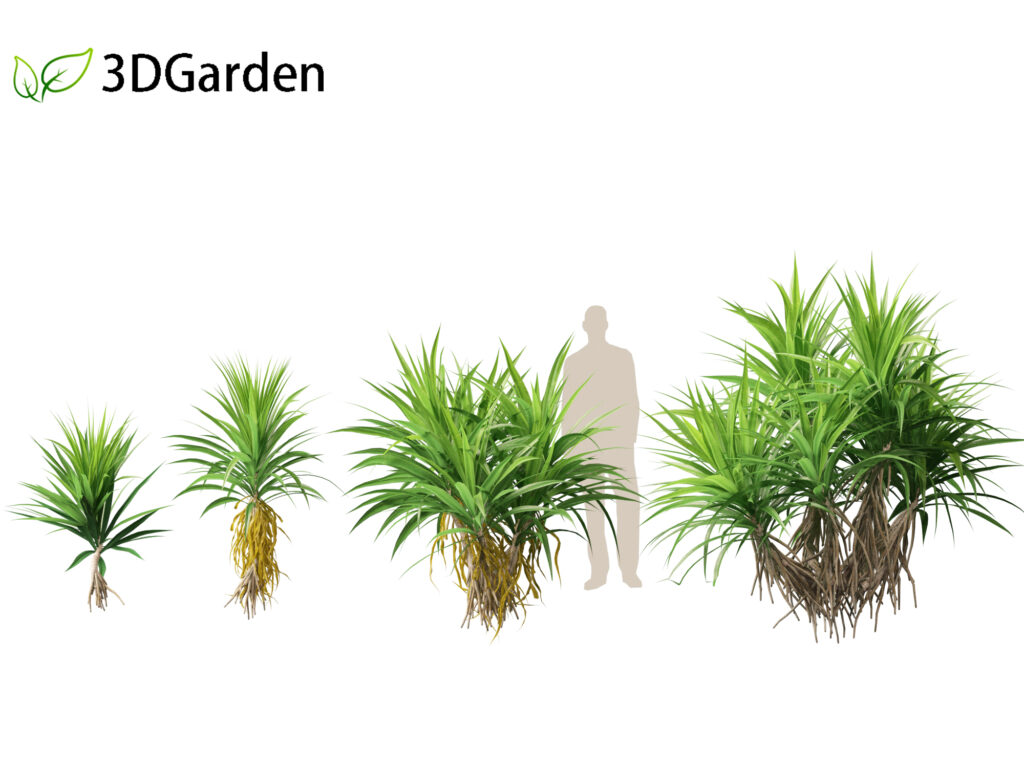 Pandanus amaryllifolius - Pandan 3D Model