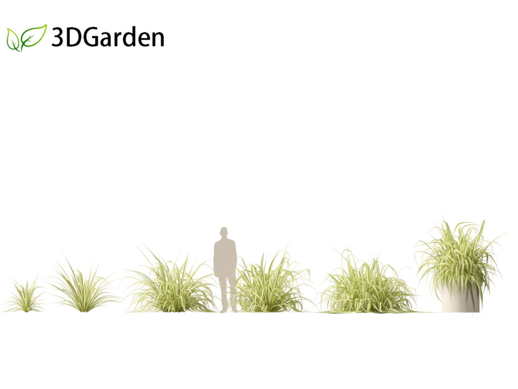 Pandanus baptistii Variegata - Gold-Striped Screw Pine 3D Model