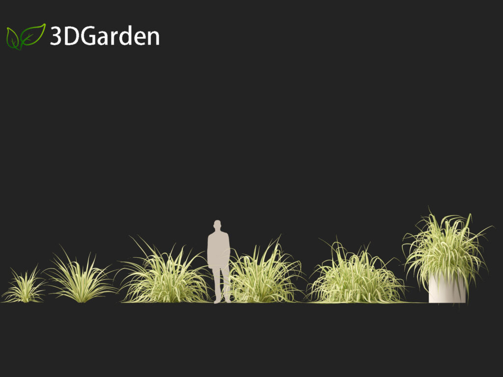 Pandanus baptistii Variegata - Gold-Striped Screw Pine 3D Model