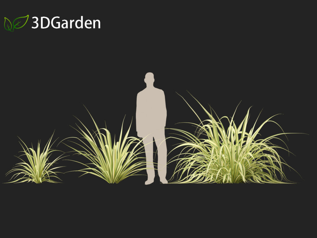 Pandanus baptistii Variegata - Gold-Striped Screw Pine 3D Model