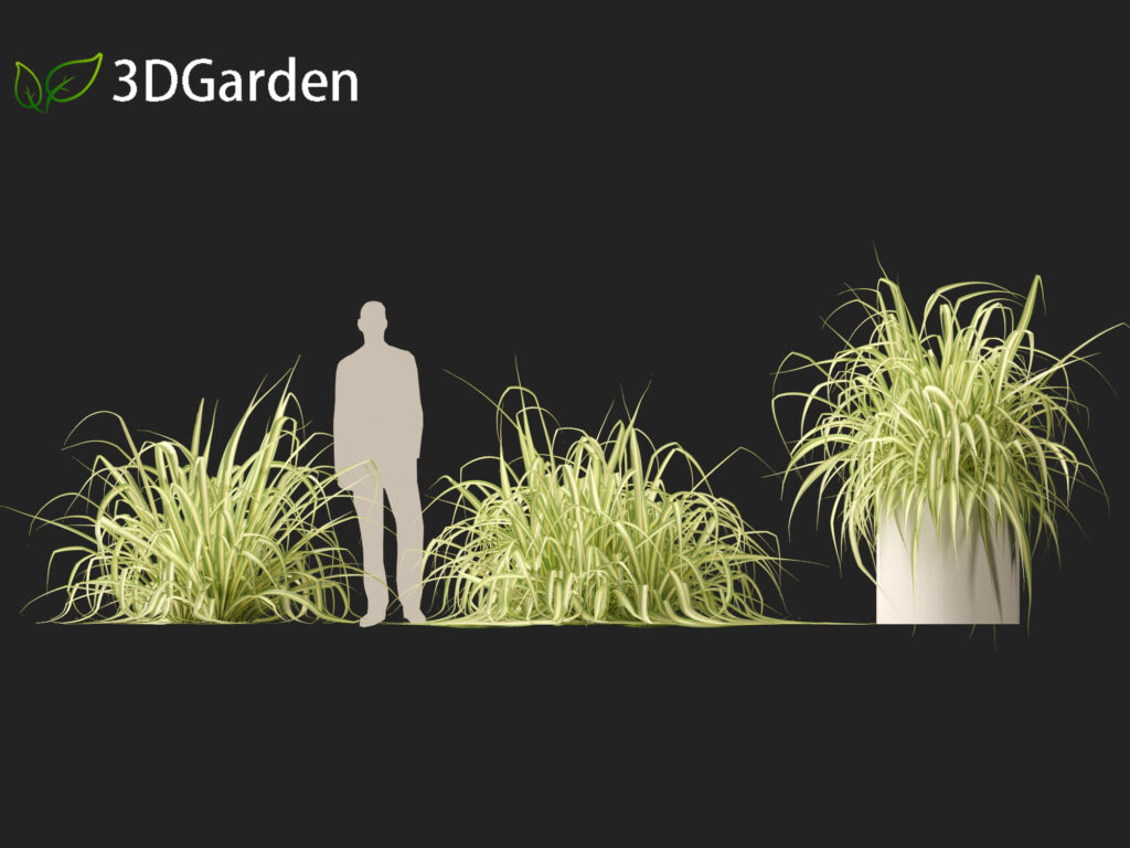 Pandanus baptistii Variegata - Gold-Striped Screw Pine 3D Model