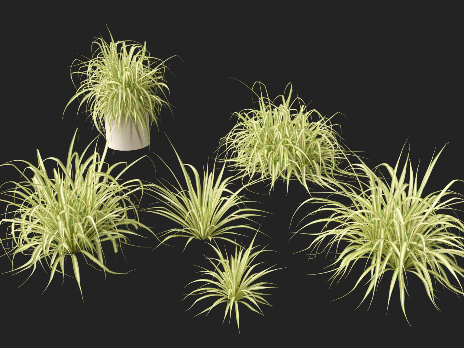 Pandanus baptistii Variegata - Gold-Striped Screw Pine 3D Model