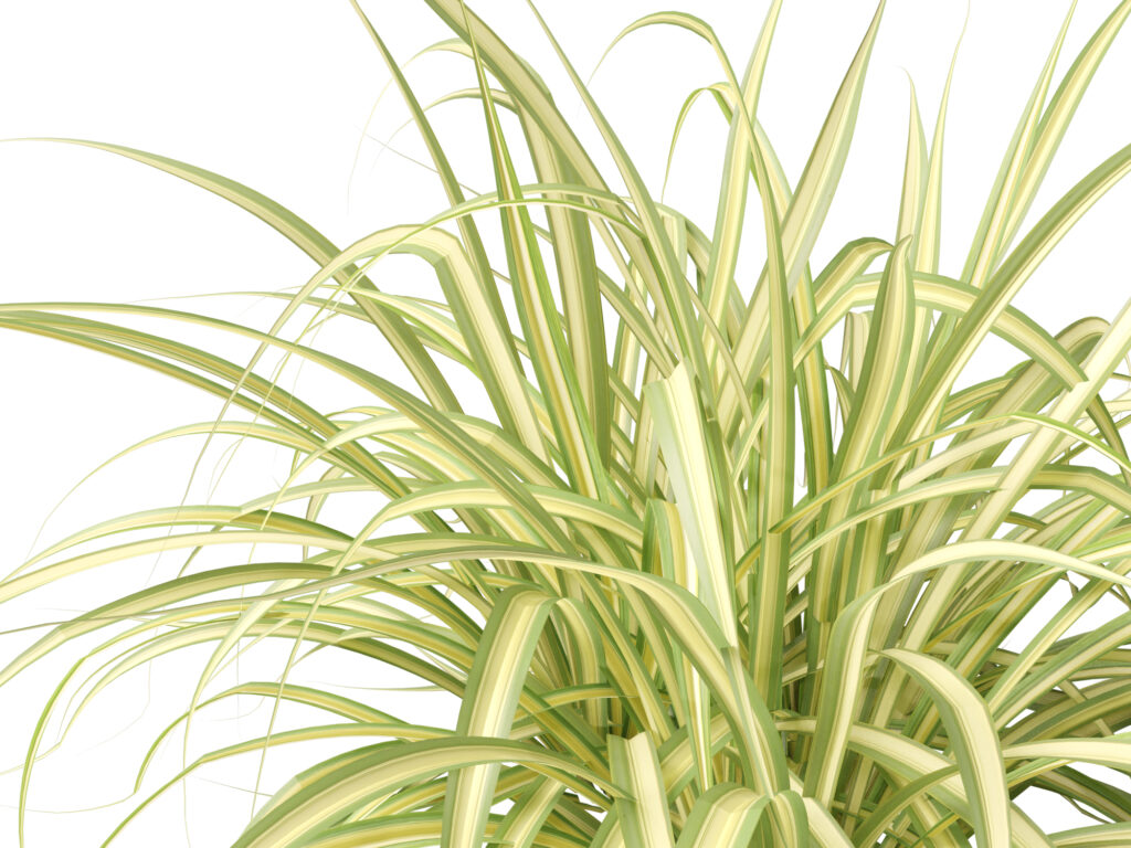 Pandanus baptistii Variegata - Gold-Striped Screw Pine 3D Model