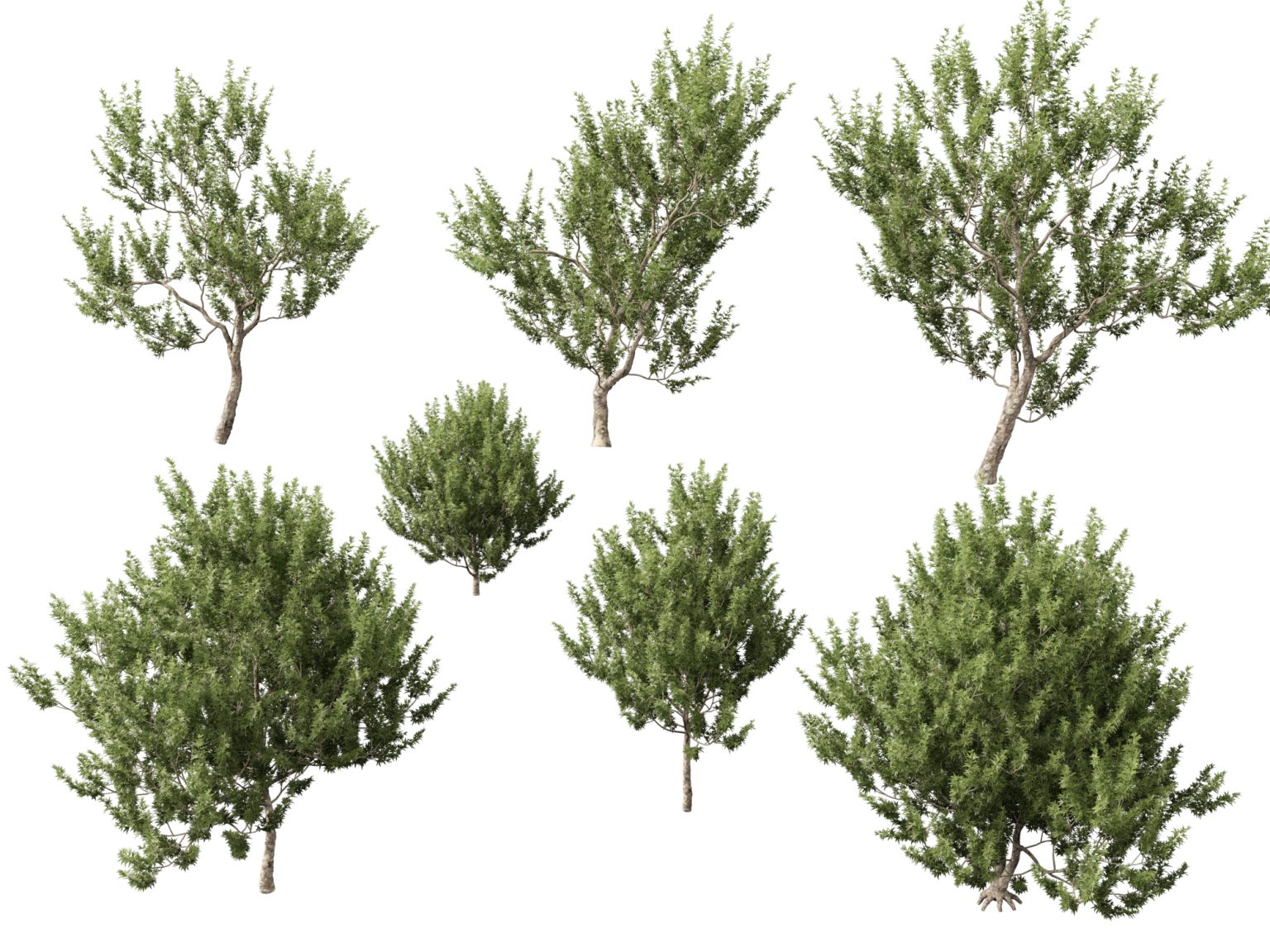 Twinmotion Plants, Tree, Grass 3D Models Free Download
