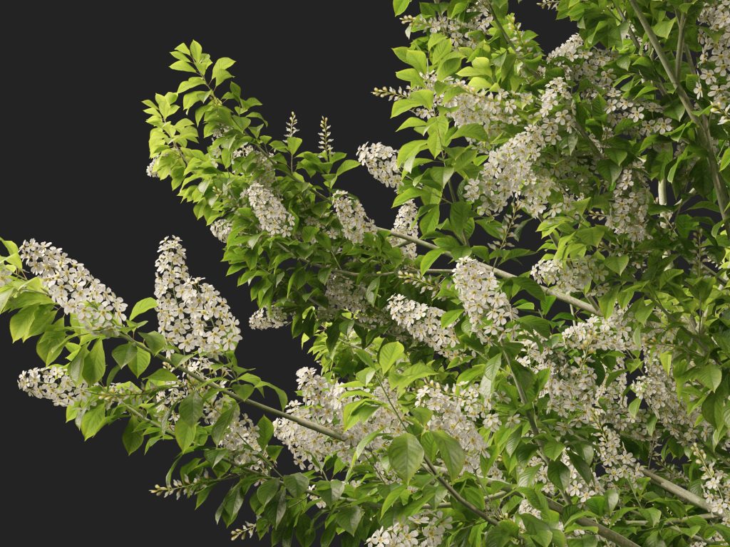 Prunus padus - Bird Cherry 3D Model