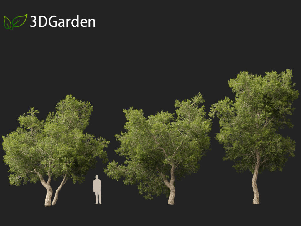 Quercus suber - Cork oak 3D Model