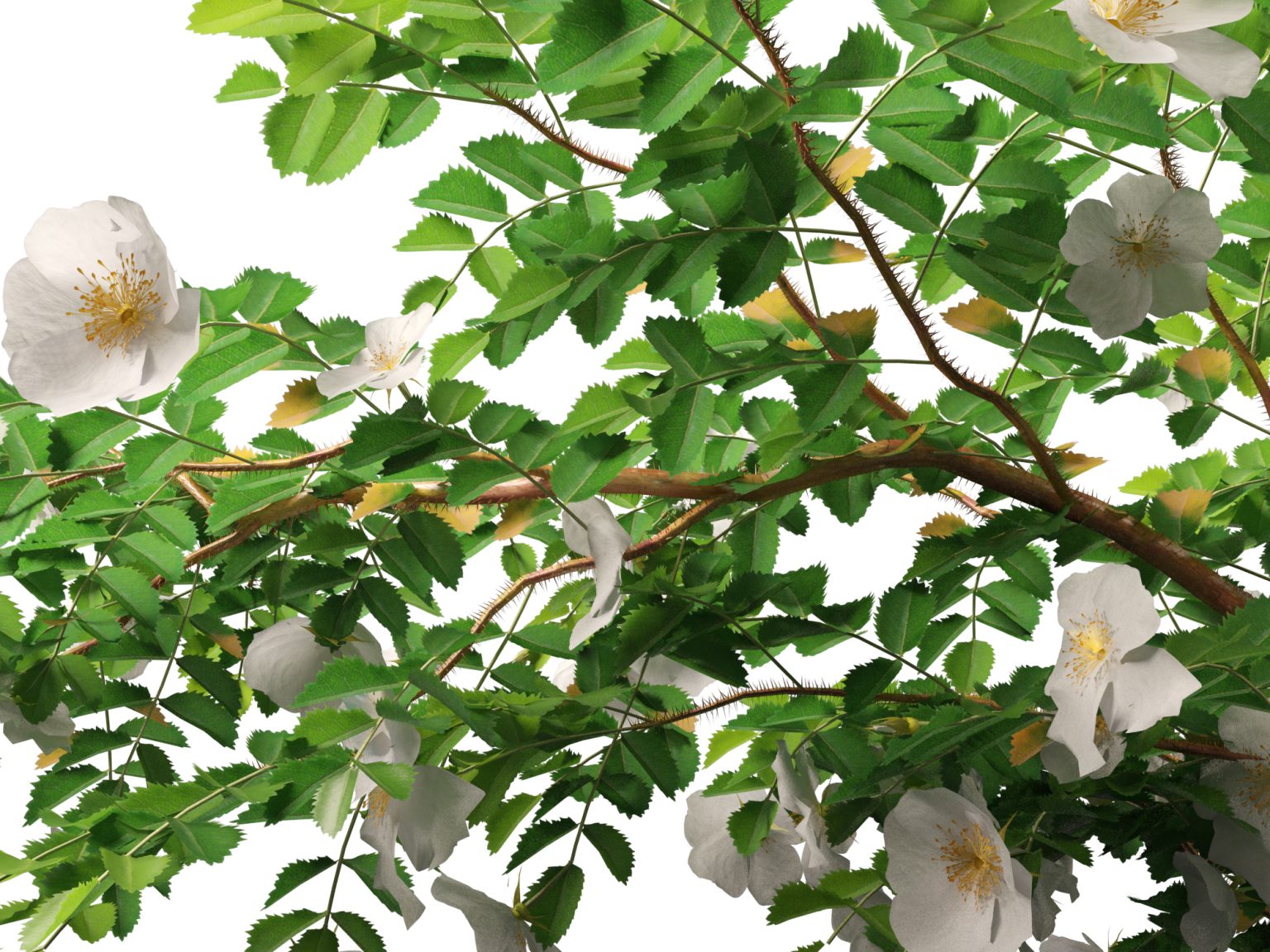 Rosa pimpinellifolia - Burnet Rose 3D Model