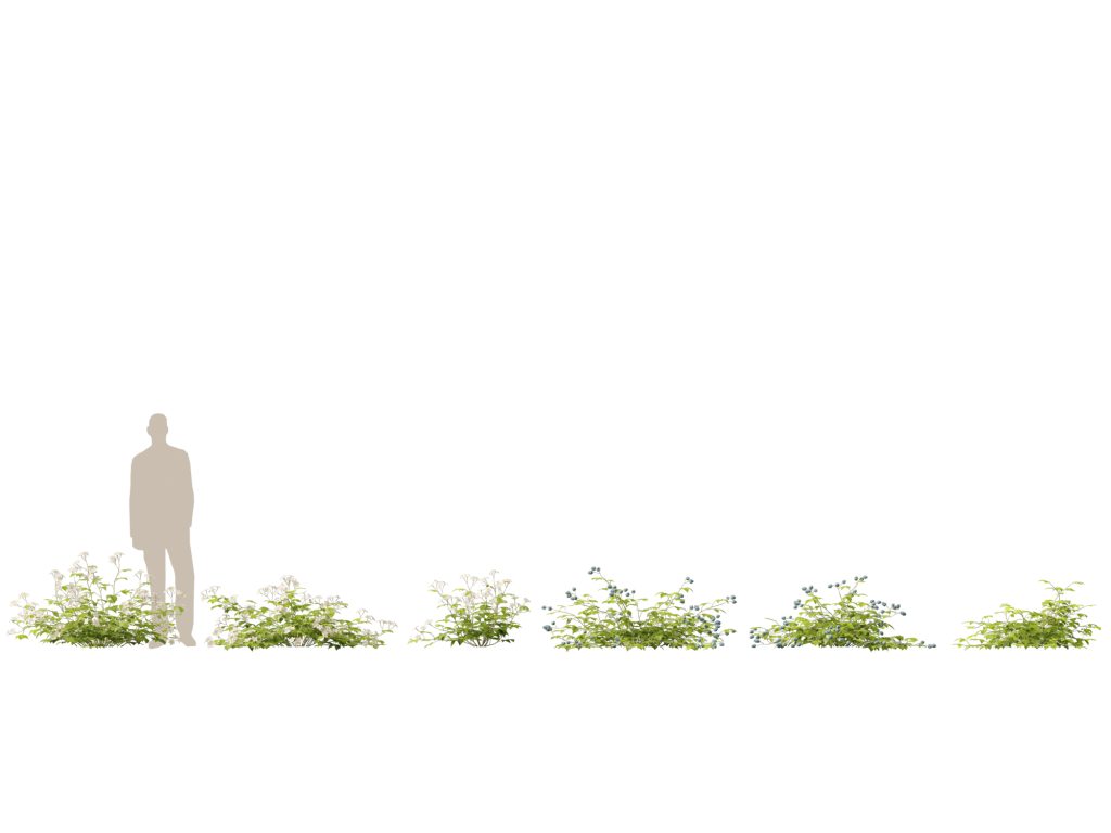 Rubus caesius - European dewberry 3D Model