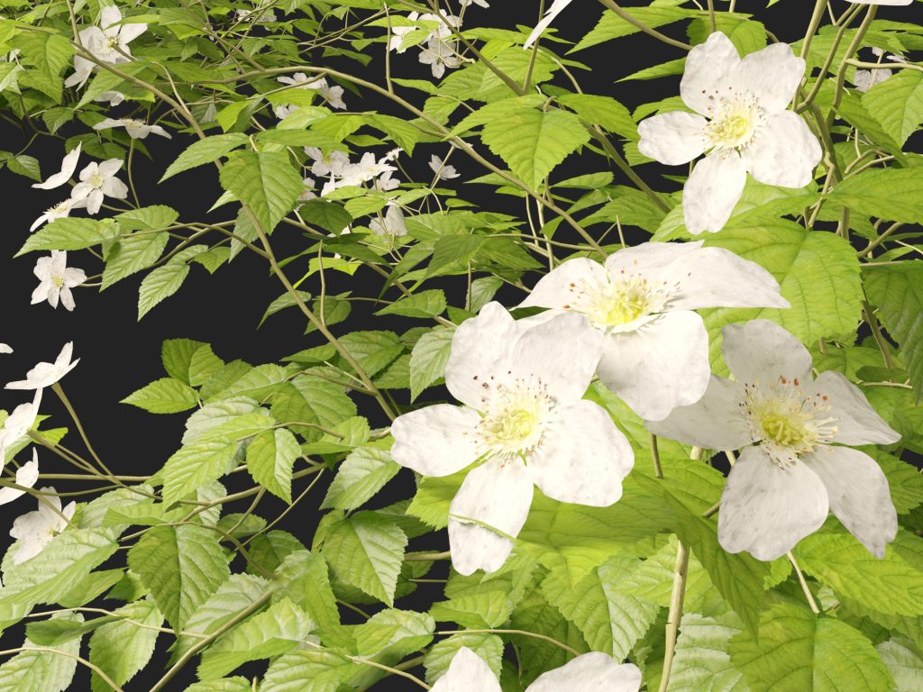 Rubus caesius - European dewberry 3D Model