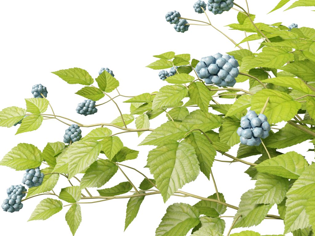 Rubus caesius - European dewberry 3D Model