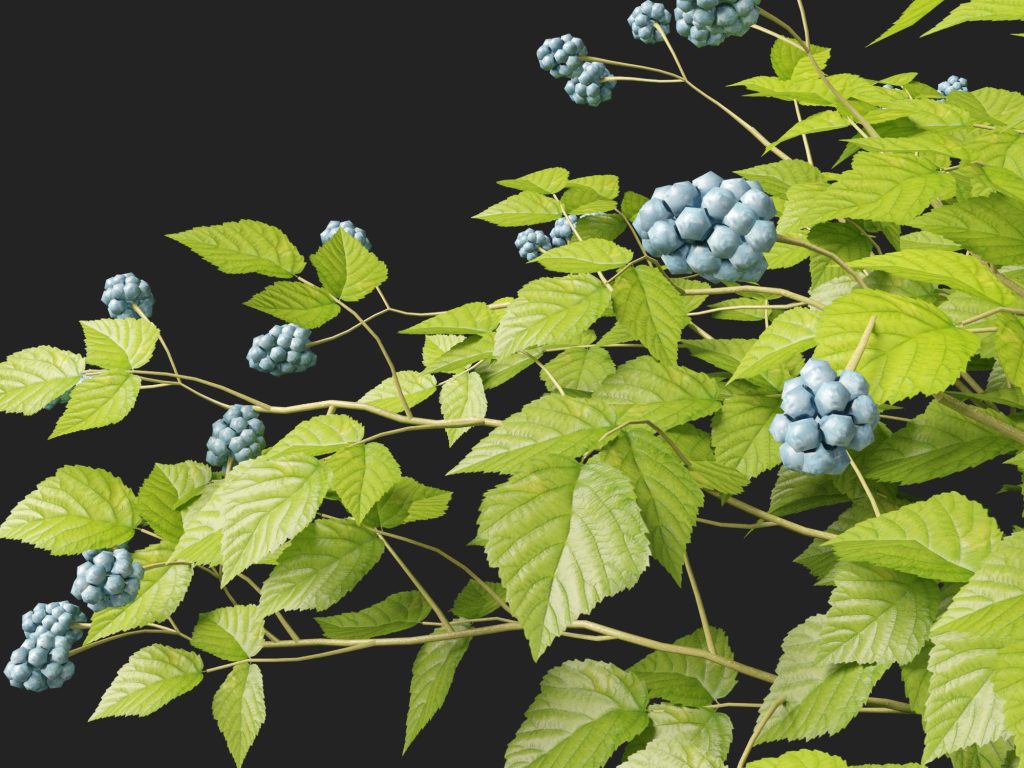 Rubus caesius - European dewberry 3D Model