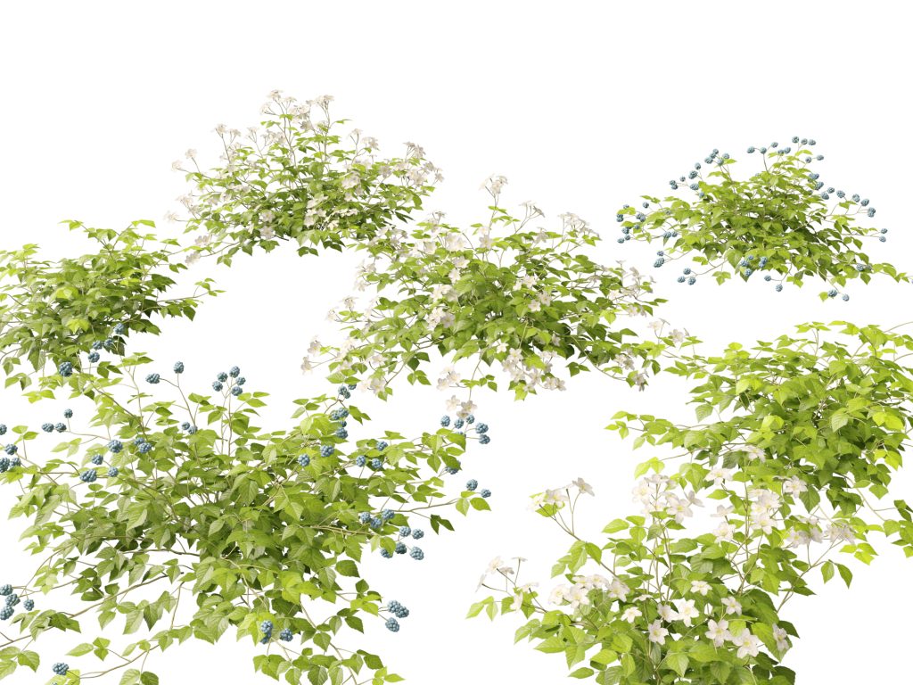 Rubus caesius - European dewberry 3D Model