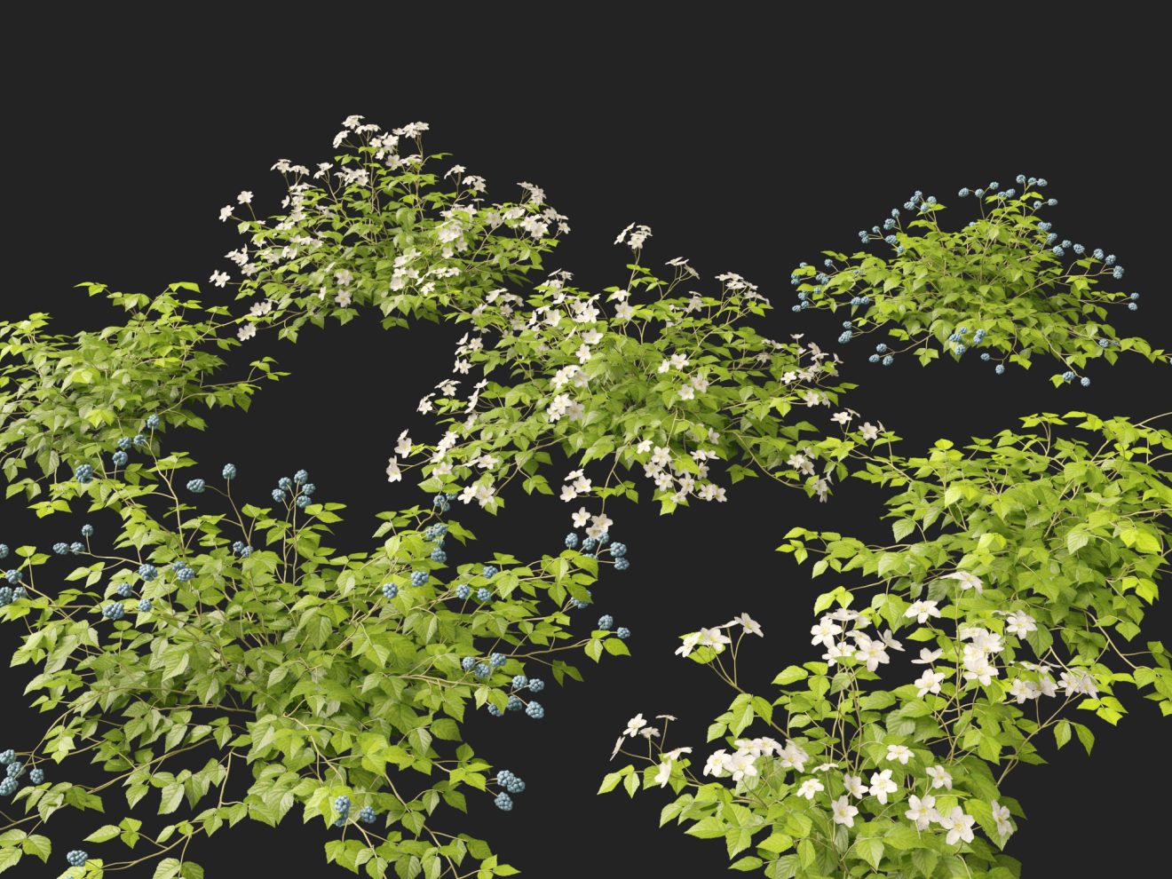 Rubus caesius - European dewberry 3D Model