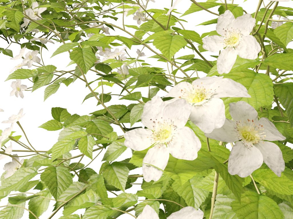 Rubus caesius - European dewberry 3D Model