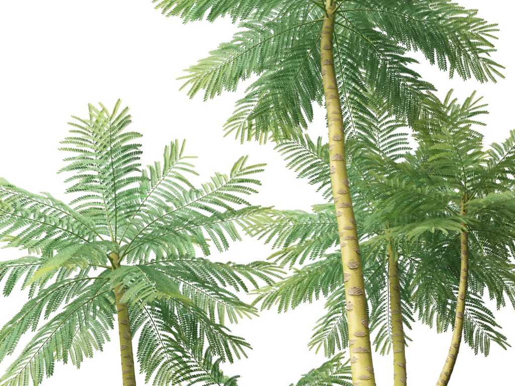 Schizolobium parahyba - Brazilian Fern Tree - 3DGardenPlants