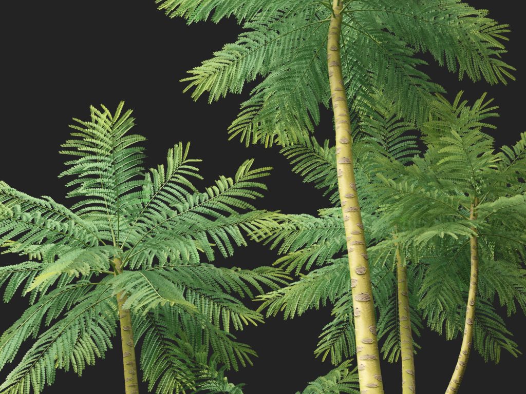 Schizolobium parahyba - Brazilian Fern Tree - 3DGardenPlants