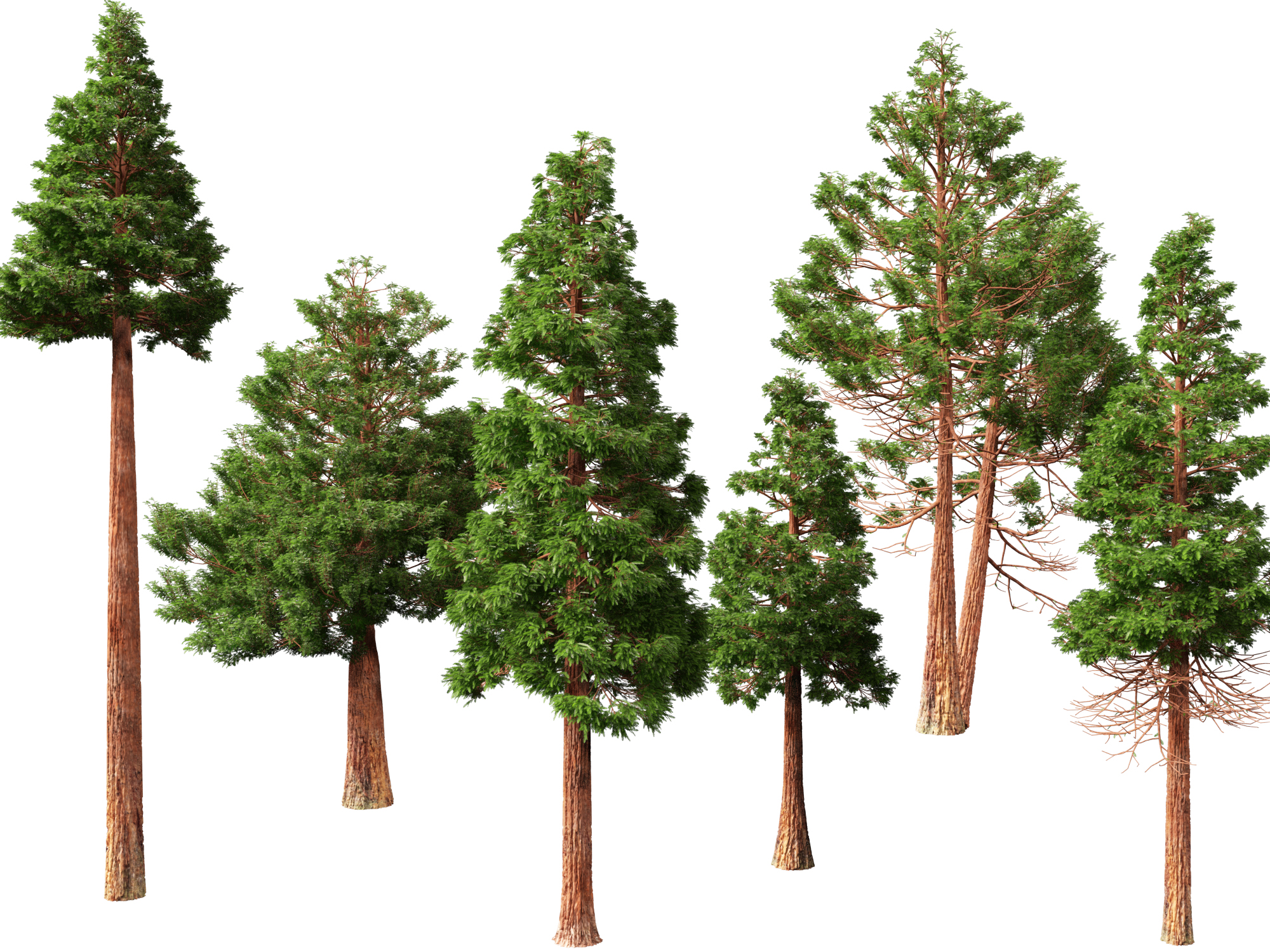 Sequoia sempervirens - Coast Redwood - 3DGardenPlants