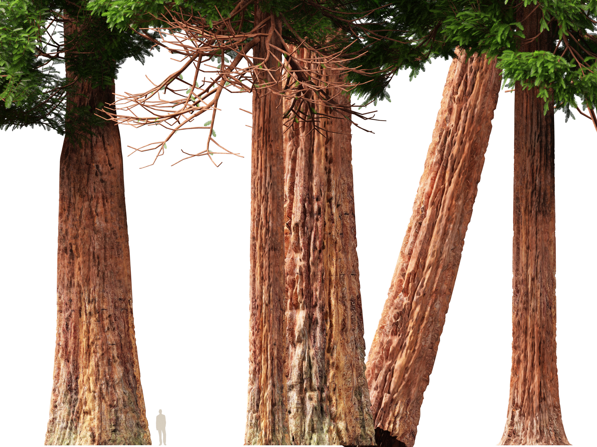 Sequoia sempervirens - Coast Redwood - 3DGardenPlants