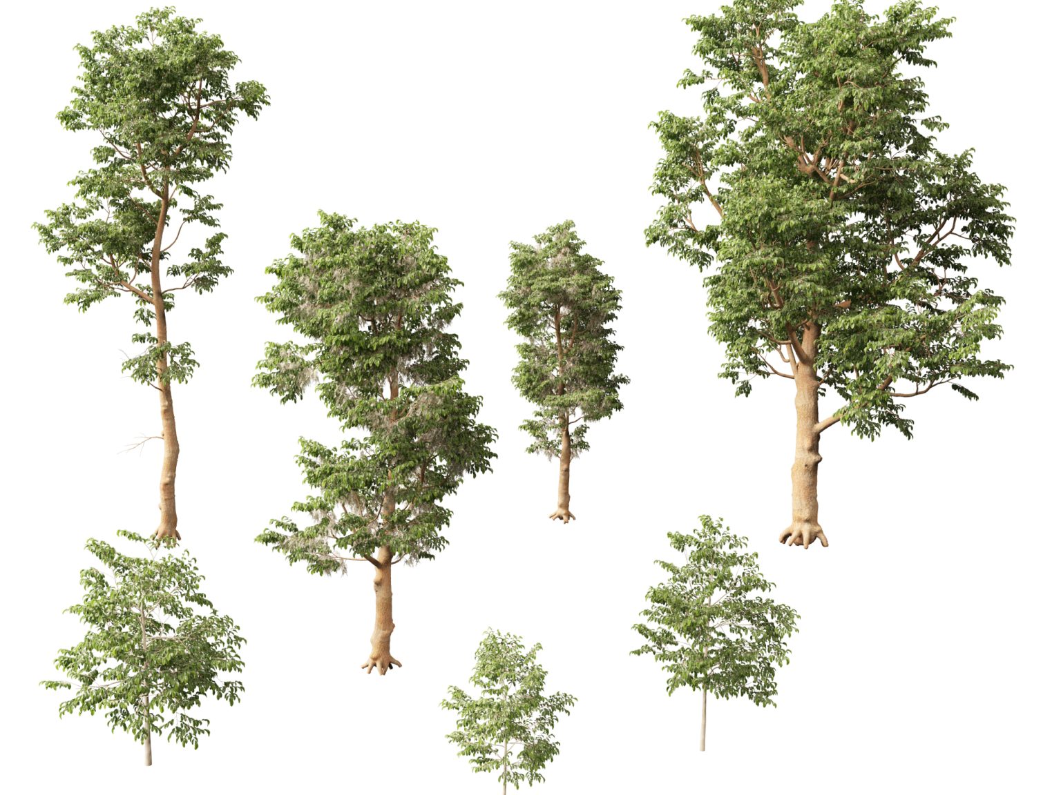 Twinmotion Plants, Tree, Grass 3D Models Free Download
