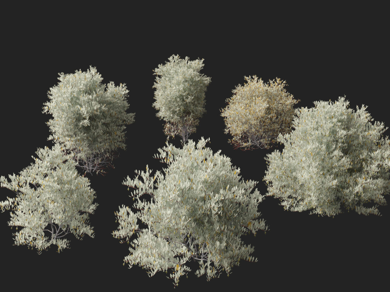 Simmondsia chinensis - goat nut 3D Model