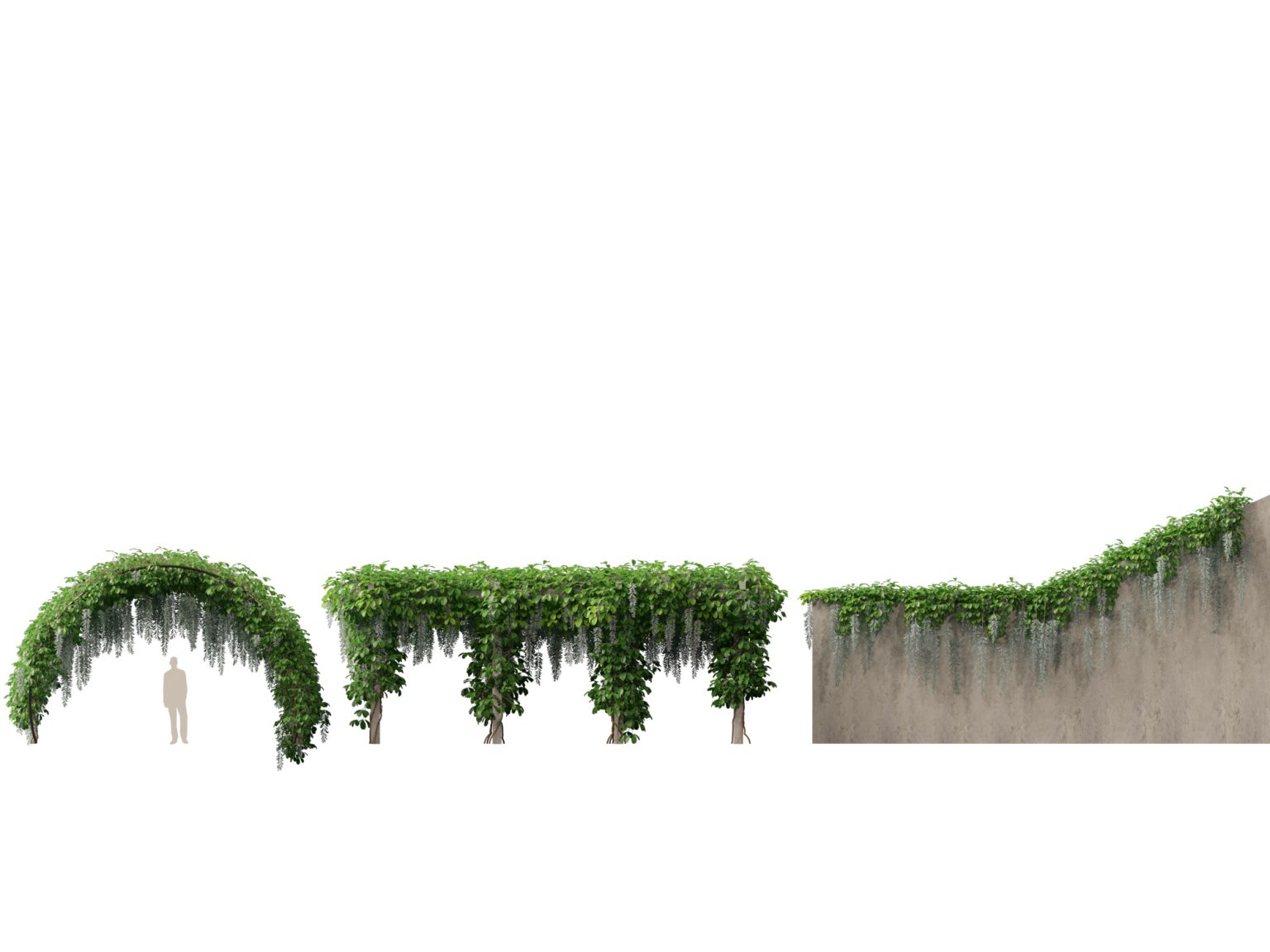 Vines and Creepers 3D Models Free Download - 3dgardenplants