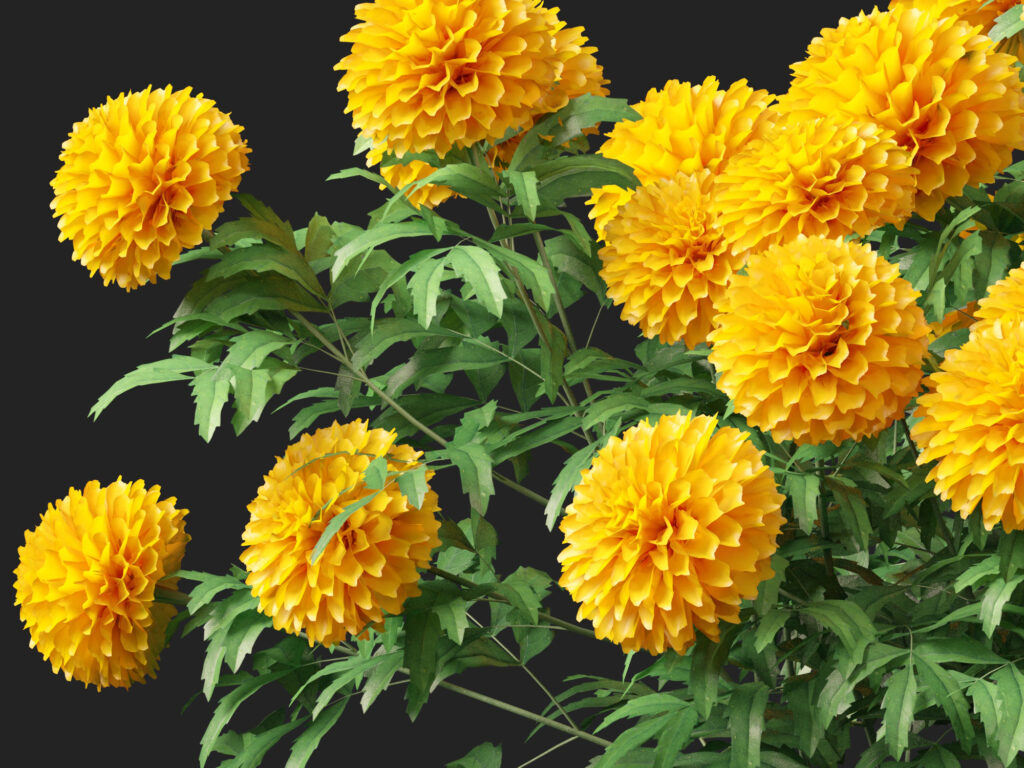Tagetes erecta - African marigold 3D Model