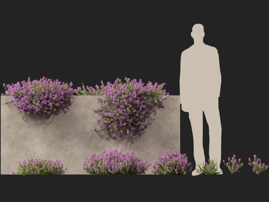 Thymus serpyllum - wild thyme 3D Model