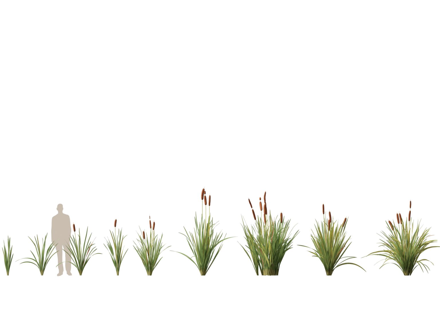 Typha orientalis - bulrush 3D Model