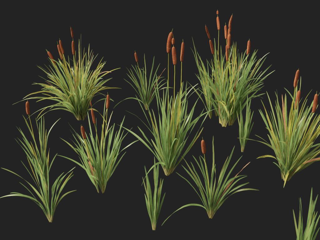 Typha orientalis - bulrush 3D Model