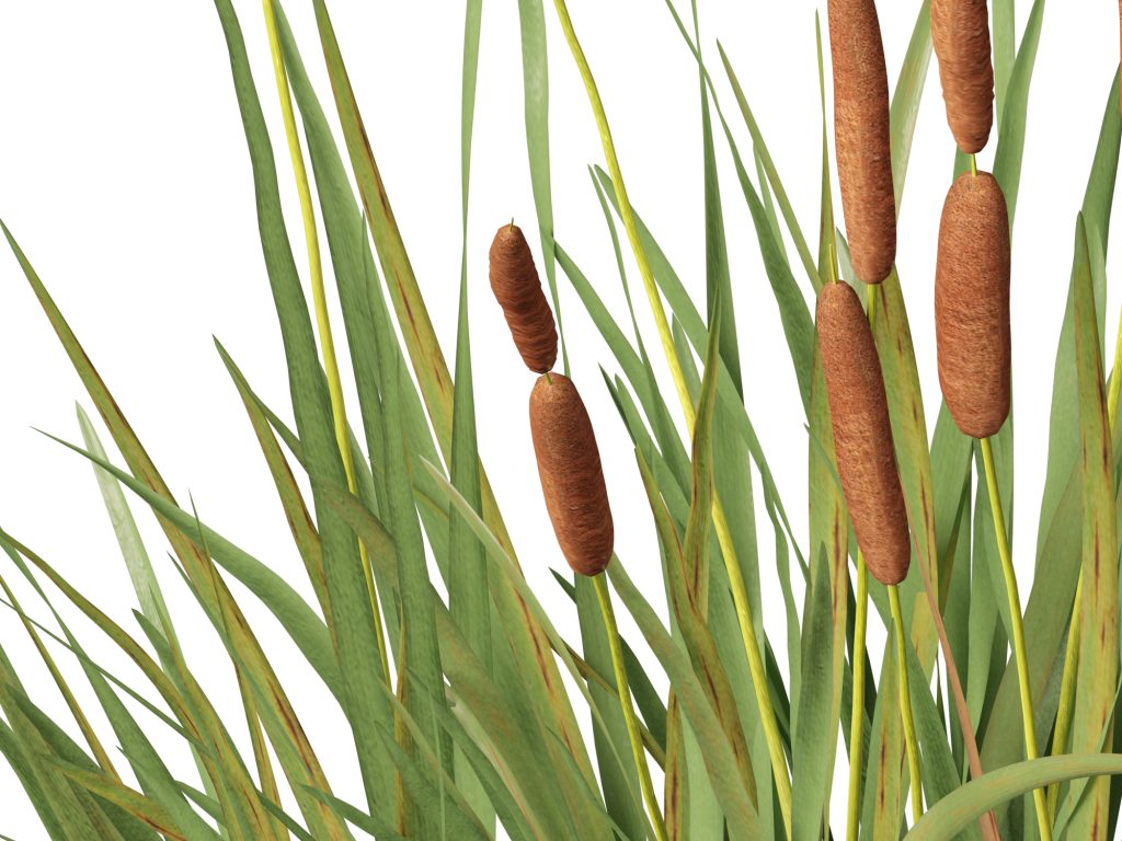 Typha orientalis - bulrush 3D Model