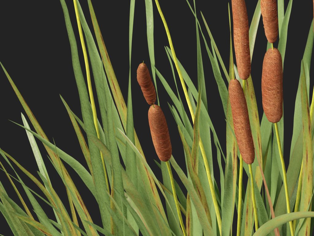 Typha orientalis - bulrush 3D Model