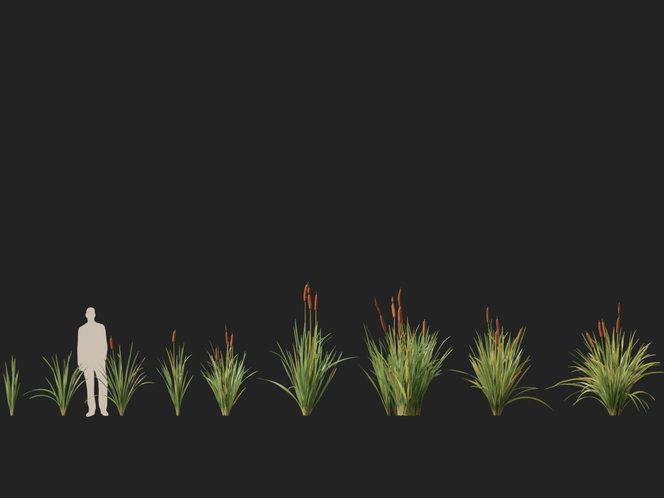 Typha orientalis - bulrush 3D Model