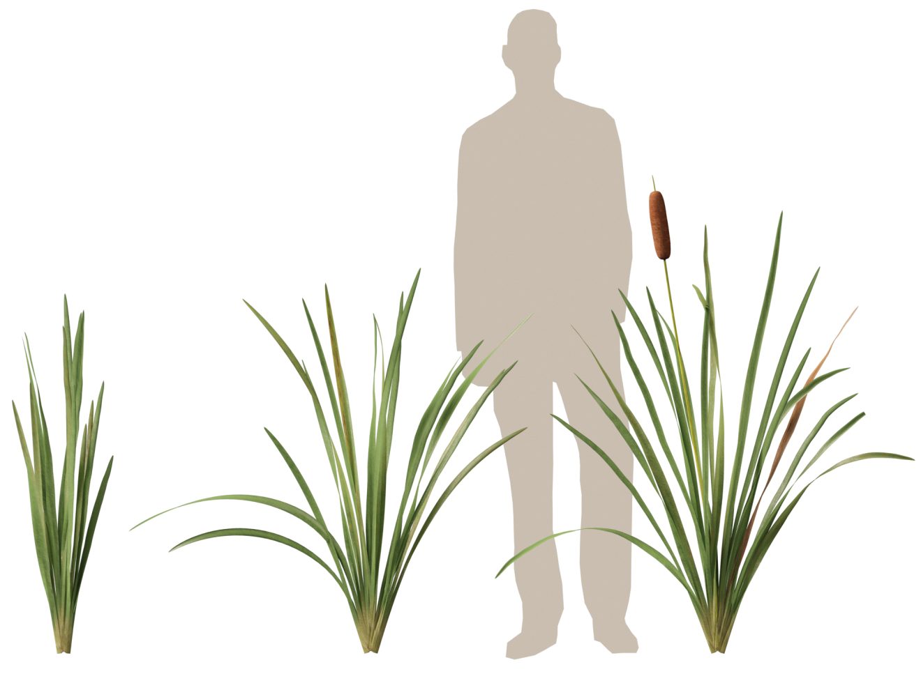 Typha orientalis - bulrush 3D Model