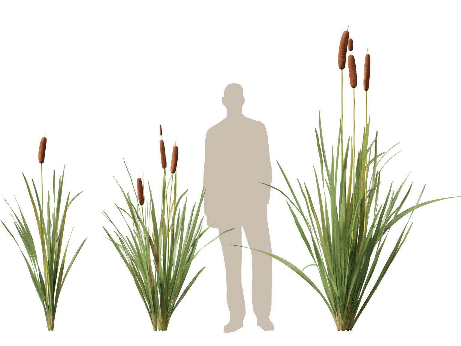 Typha orientalis - bulrush 3D Model