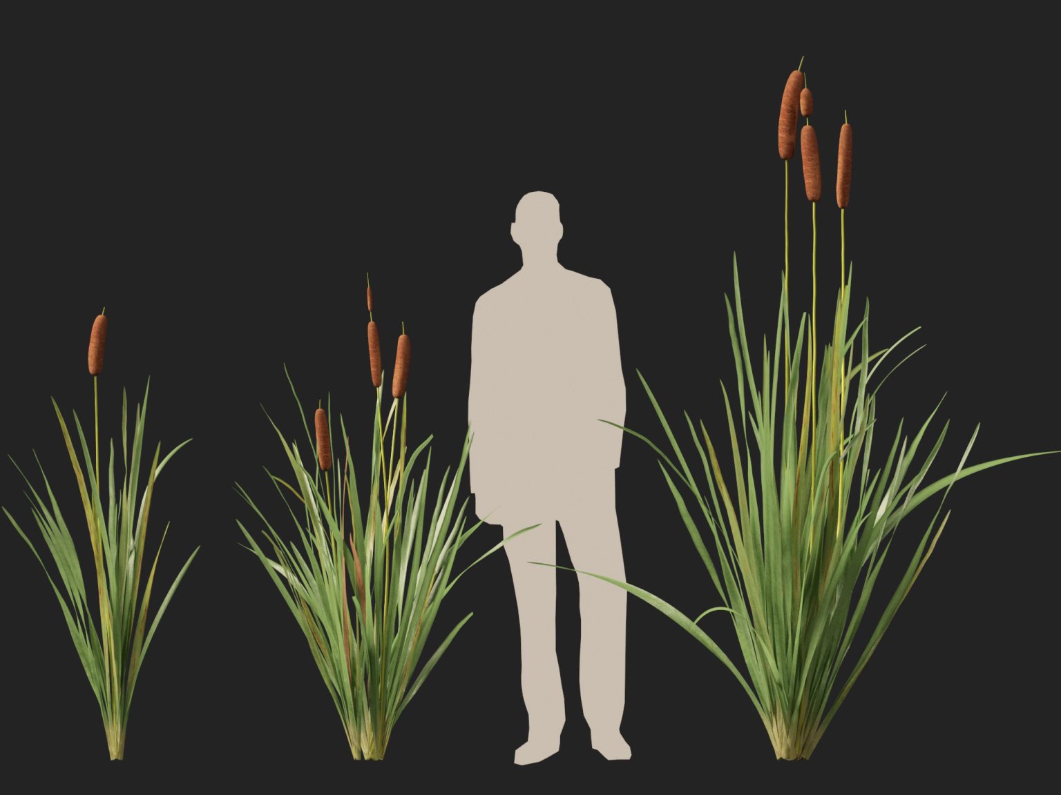 Typha orientalis - bulrush 3D Model