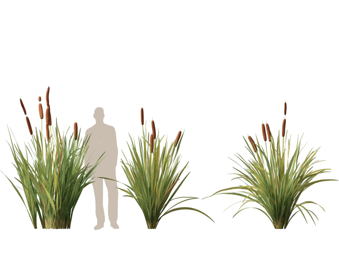 Typha orientalis - bulrush 3D Model