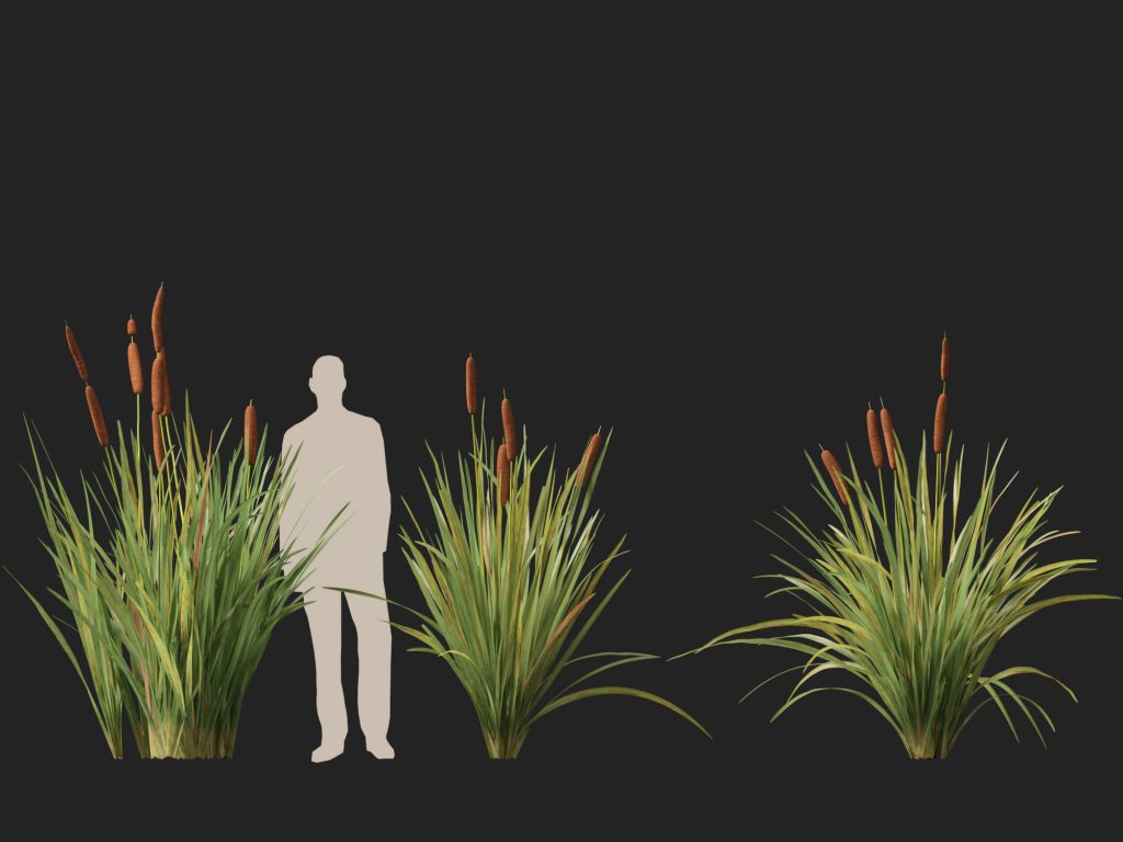 Typha orientalis - bulrush 3D Model