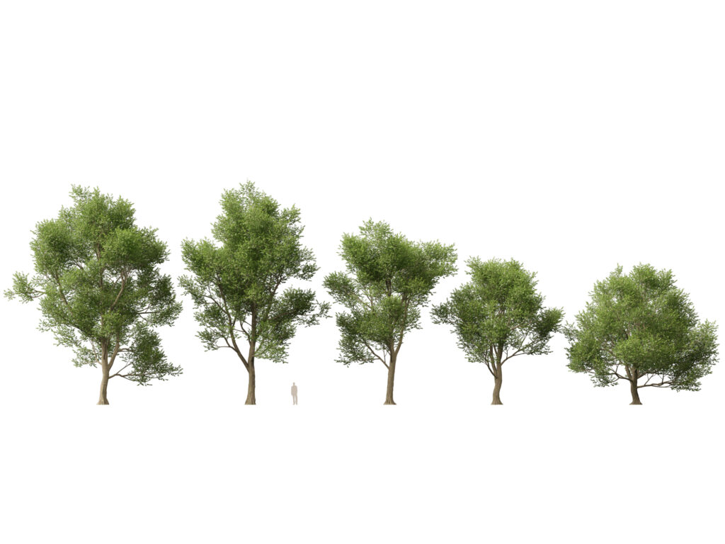 Twinmotion Plants, Tree, Grass 3D Models Free Download