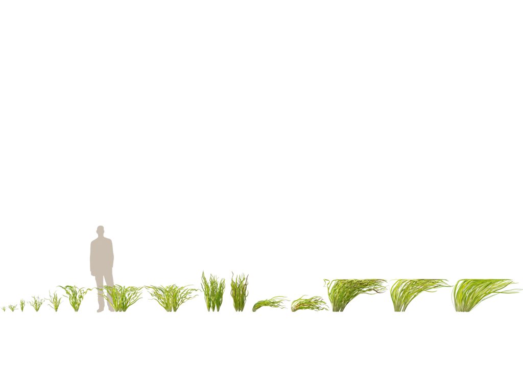 Vallisneria americana - eelgrass 3D Model