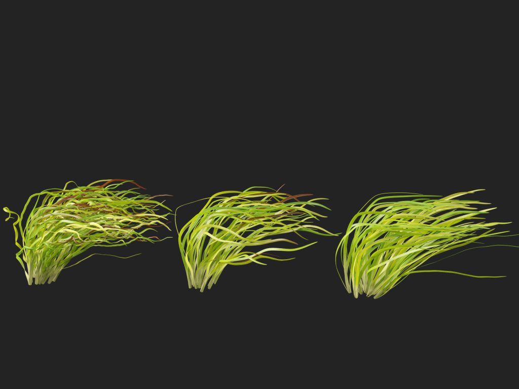 Vallisneria americana - eelgrass 3D Model