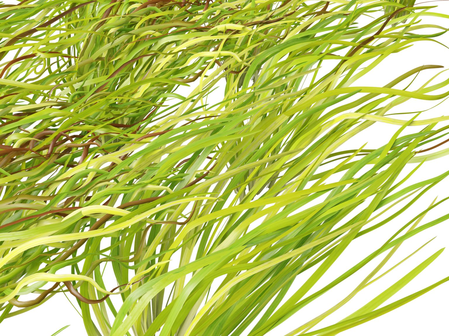 Vallisneria americana - eelgrass 3D Model