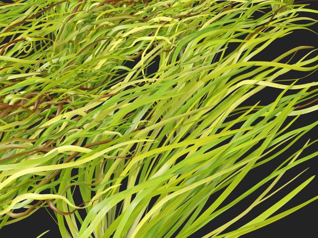 Vallisneria americana - eelgrass 3D Model