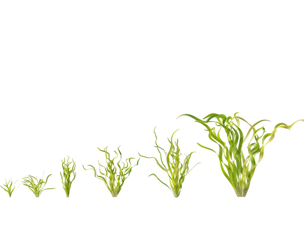 Vallisneria americana - eelgrass 3D Model