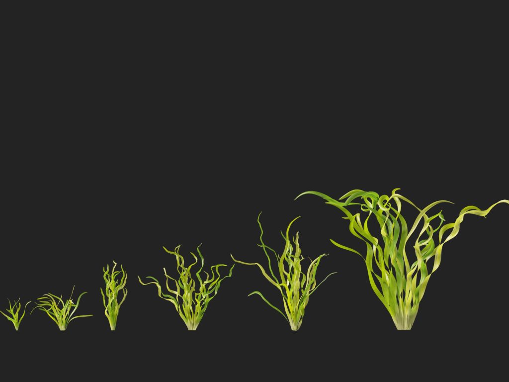 Vallisneria americana - eelgrass 3D Model