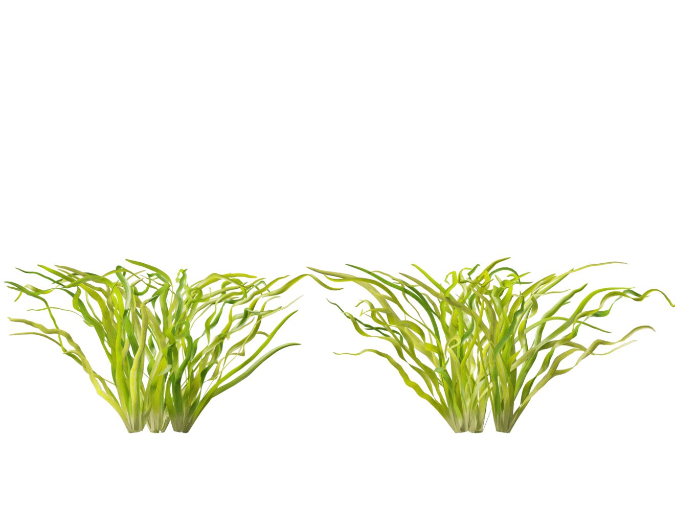Vallisneria americana - eelgrass 3D Model