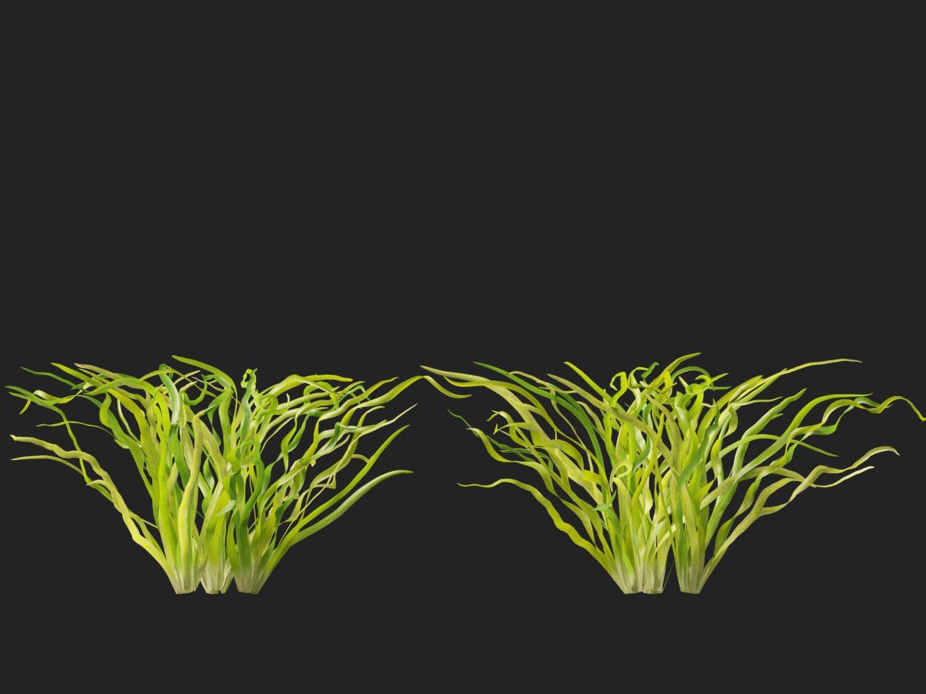Vallisneria americana - eelgrass 3D Model
