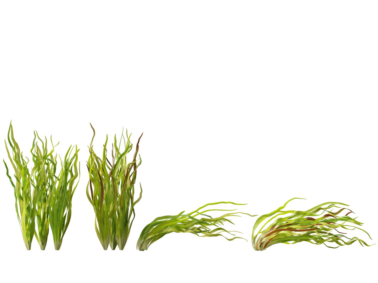 Vallisneria americana - eelgrass 3D Model