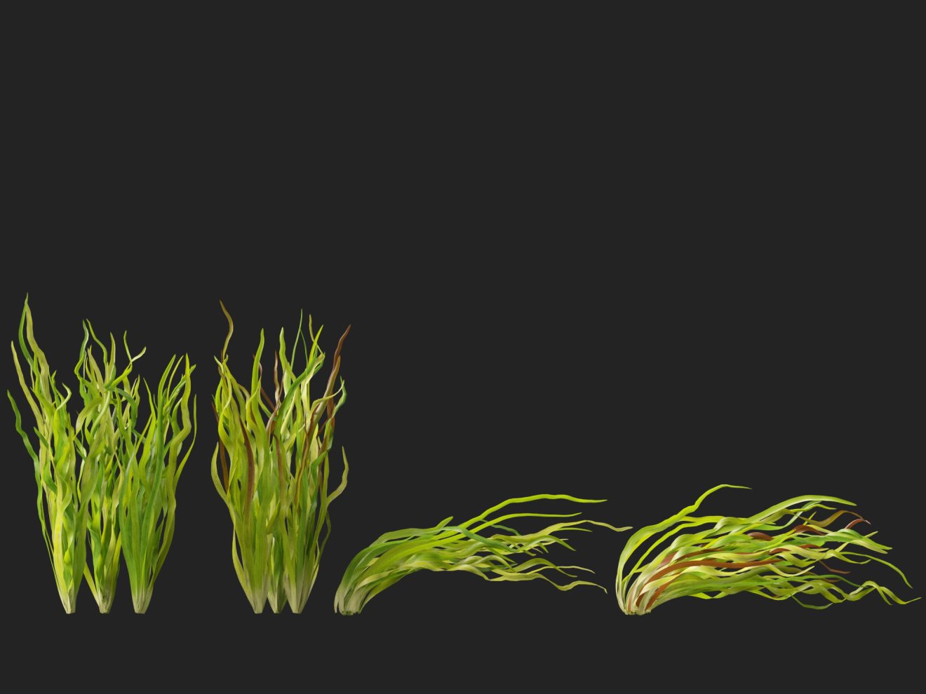Vallisneria americana - eelgrass 3D Model