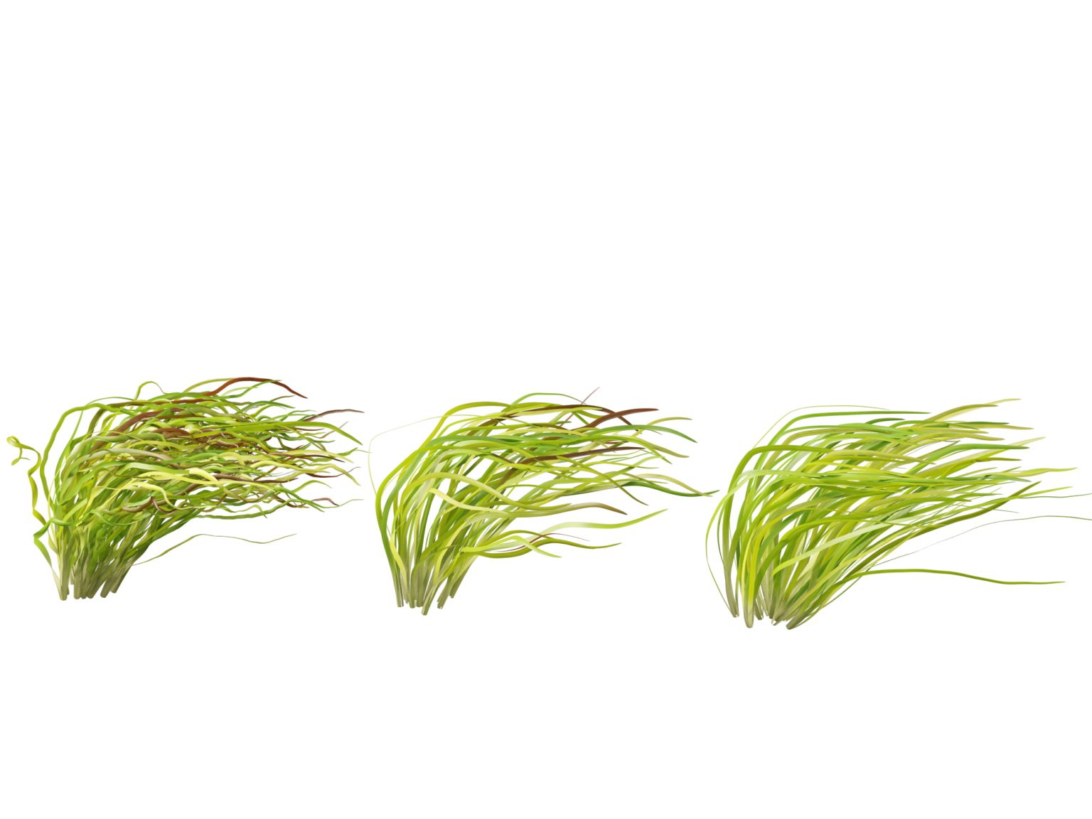 Vallisneria americana - eelgrass 3D Model