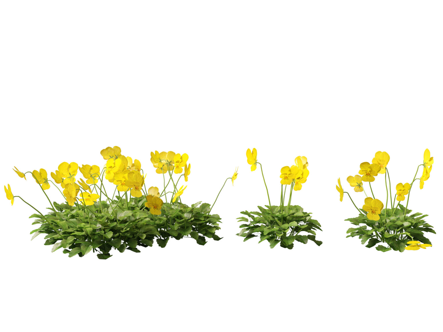 Viola Cornuta Horned Violet 3d Model